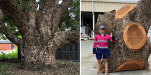 Camphor Laurel Timber Slabs - TRADEWARE Building Supplies